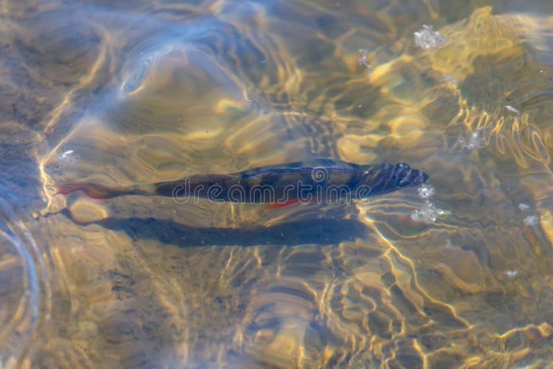 The Perch Swims on the Surface of the Water Stock Photo - Image of ...