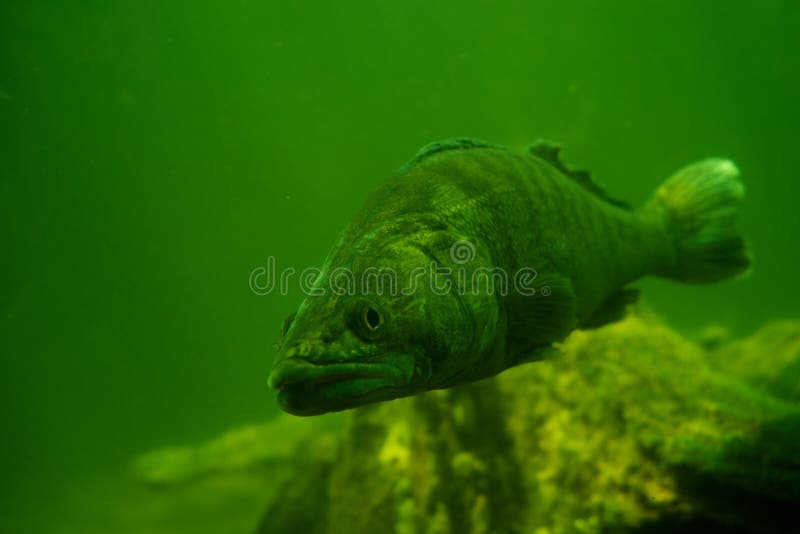 Perch underwater stock photo. Image of detail, large - 19426998
