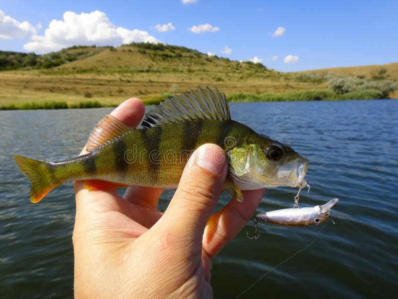 Perch stock image. Image of colors, fauna, fluke, colorful - 37045853