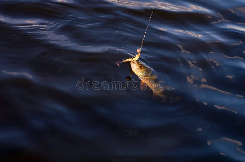 Perch in water stock photo. Image of animal, leisure - 77291482