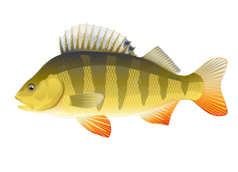 Perche de poissons illustration de vecteur. Illustration du horizontal ...