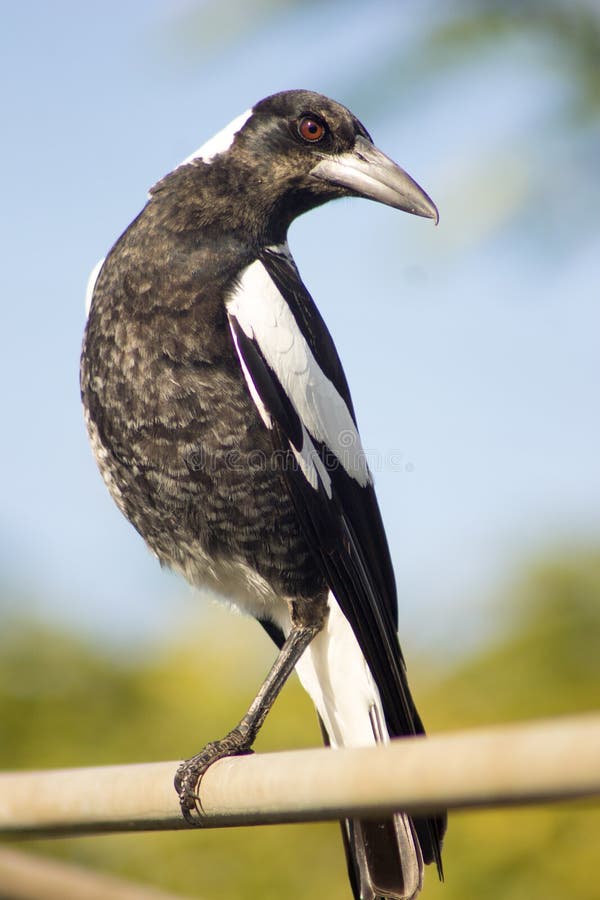 Magpie Outline Stock Photos - Free & Royalty-Free Stock Photos from ...