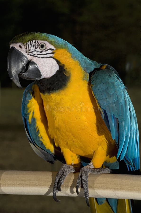 Perched bird stock photo. Image of feathers, white, perch - 22274160