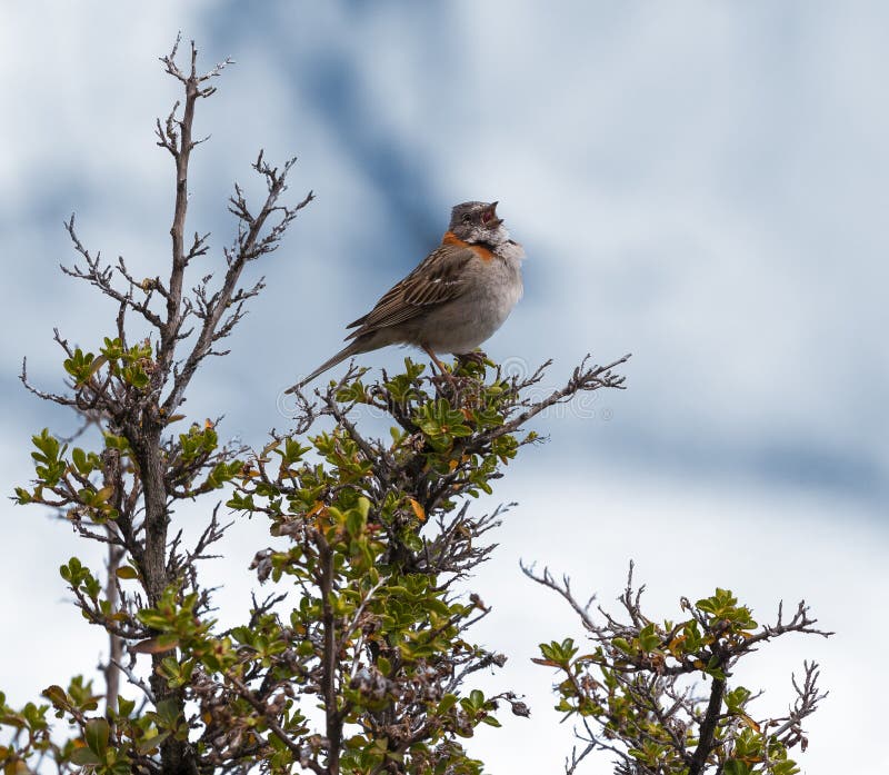 Perched Bird. stock image. Image of large, andes, moreno - 38102735