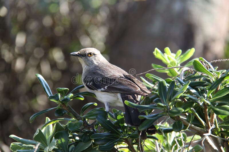 Perched bird stock photo. Image of treetop, birdwatching - 45268352
