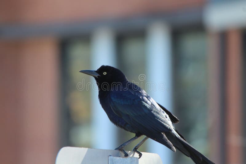 Perched stock image. Image of nature, fauna, outdoors - 88085233