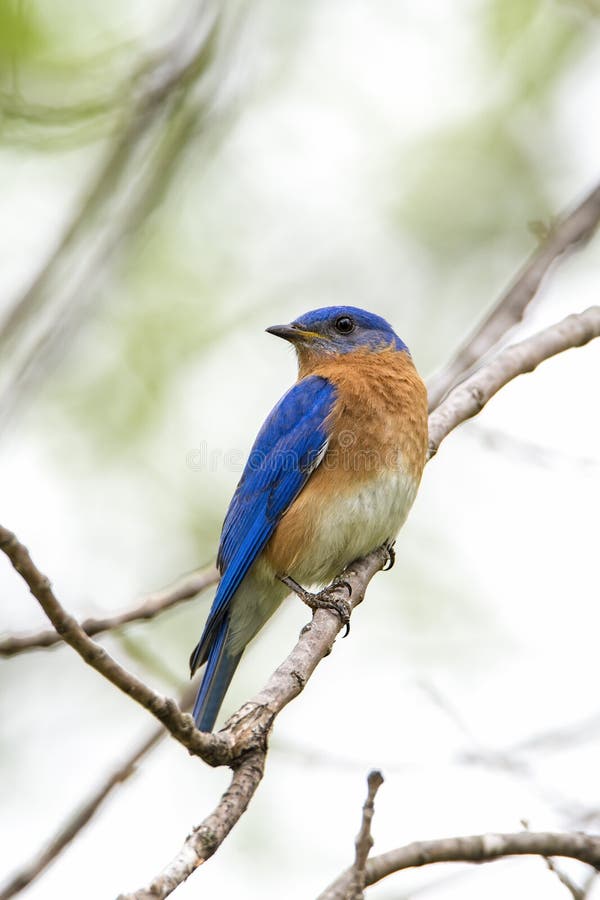 Perched blue bird stock image. Image of billed, avian - 76388567