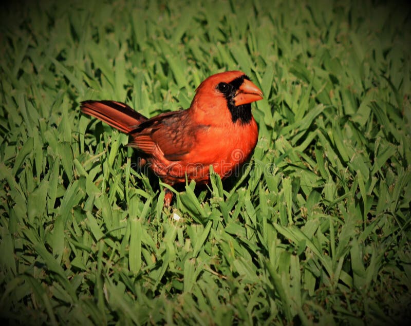 Perched Cardinal stock image. Image of grass, bird, cardinal - 96571135