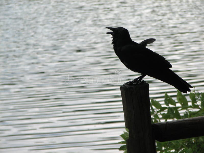 Perched Crow at a Lake stock image. Image of lake, beak - 15246301
