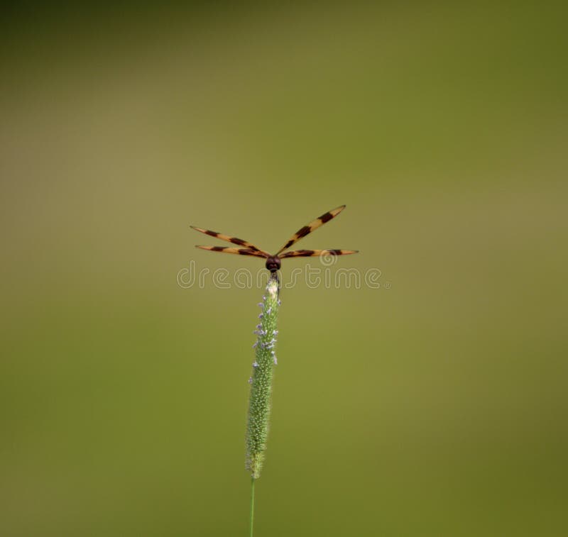 Perched Dragonfly stock photo. Image of outside, plant - 42455438