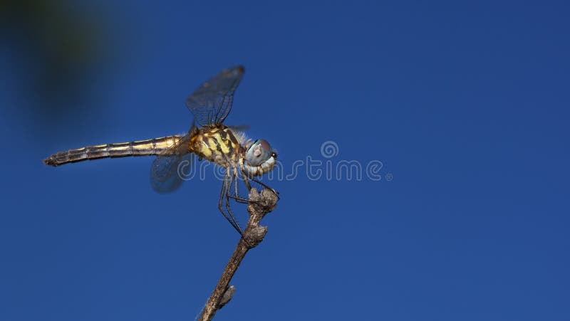 Perched dragonfly stock image. Image of dragonfly, gray - 74077125