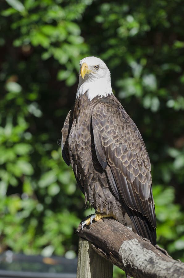 Perched Eagle stock image. Image of close, detail, perch - 83190977