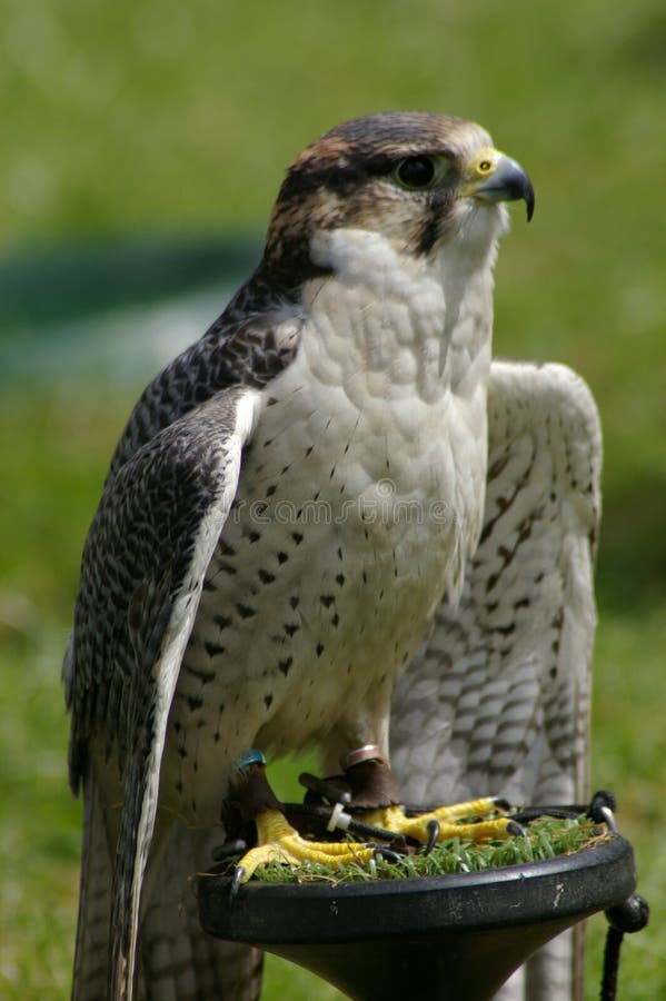 Perched Falcon stock image. Image of animal, close, bird - 5482761