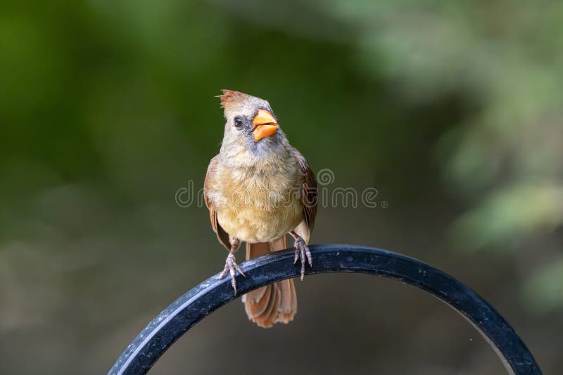 Perched Female Cardinal stock photo. Image of plumage - 386771998