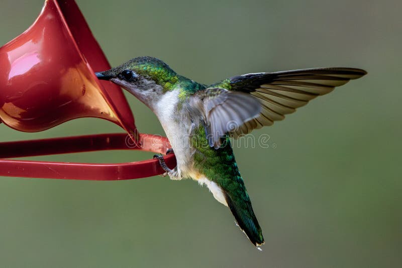 Perched Female Ruby Throated Hummingbird. Stock Photo - Image of ...