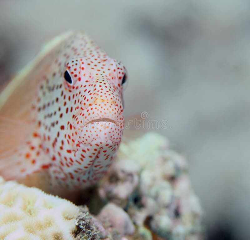 Perched Freckled Hawkfish stock photo. Image of colorful - 7804976