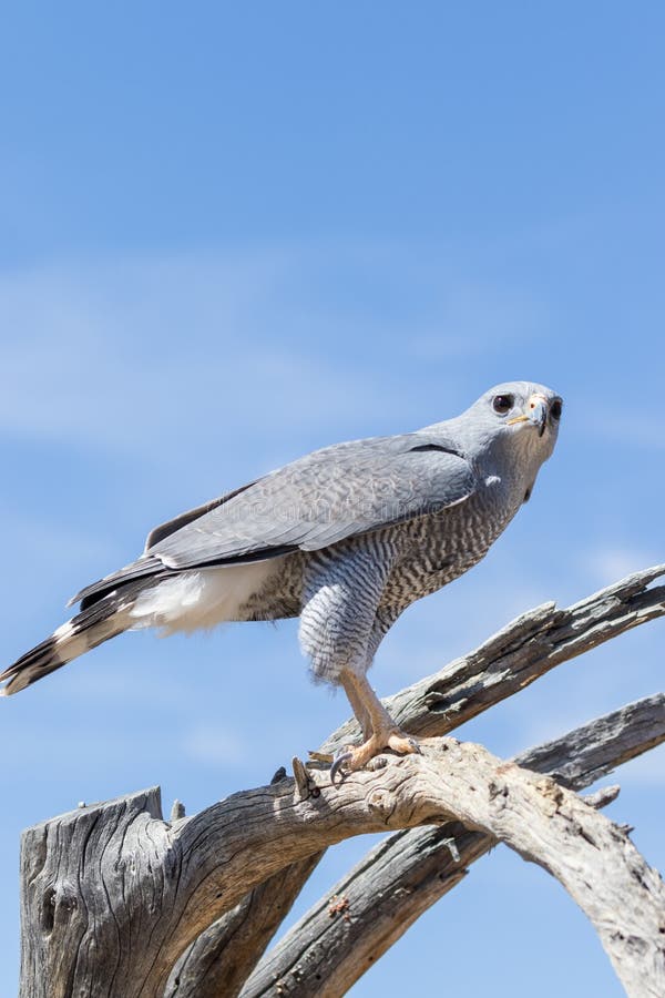 Perched Gray Hawk stock photo. Image of hunter, animal - 69101278