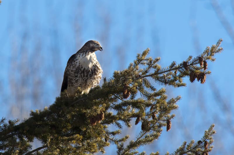 Perched hawk is alert. stock image. Image of closeup - 36598659