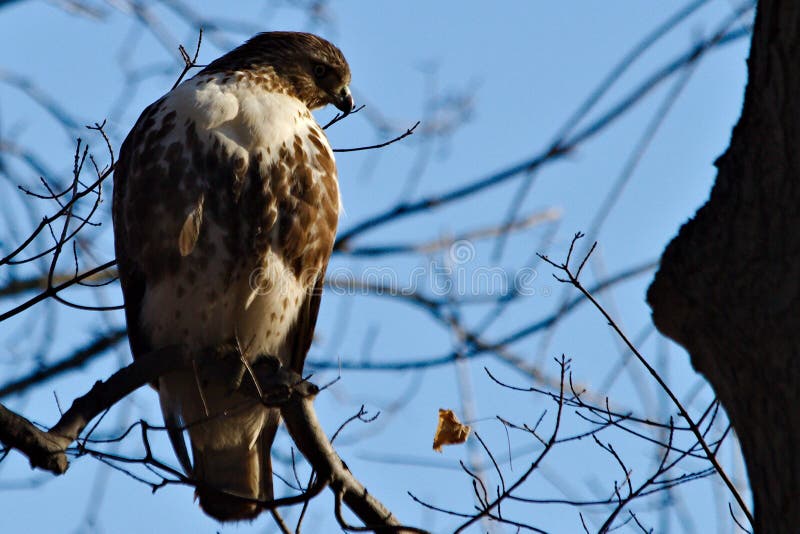 Perched Hawk stock photo. Image of raptor, perched, white - 83976002