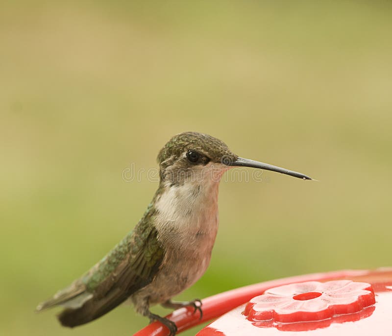 Perched Hummingbird stock photo. Image of tiny, feeder - 10370158