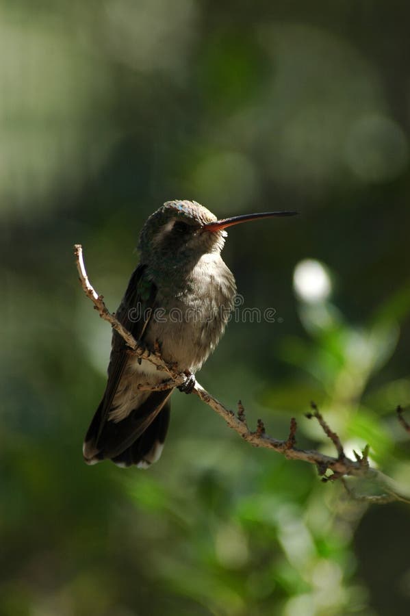 Perched Hummingbird 2 stock image. Image of twig, natural - 278393