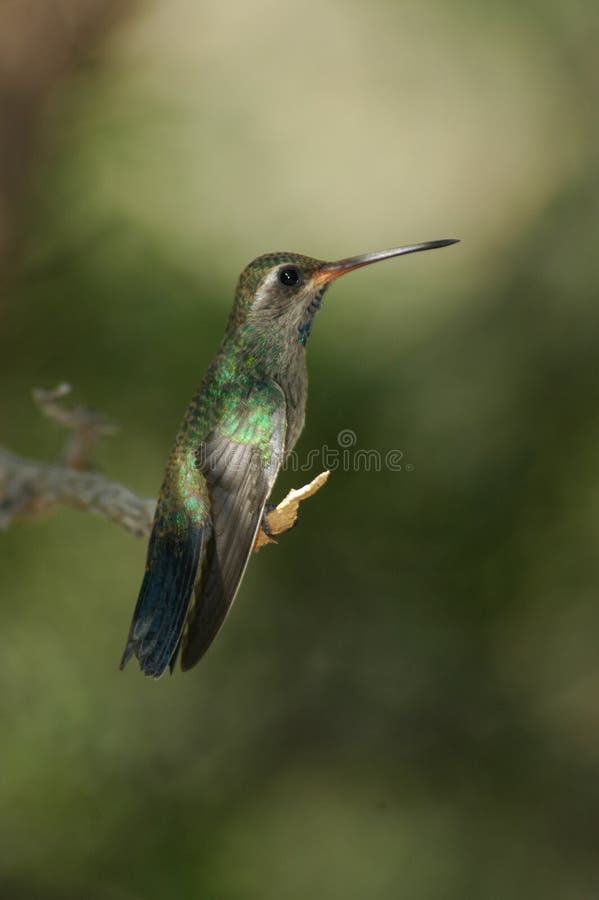 Perched hummingbird stock photo. Image of hovering, hummingbird - 273070