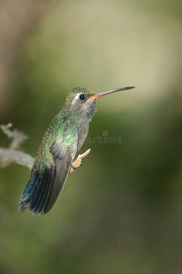 Perched hummingbird stock photo. Image of aviary, branch - 273076