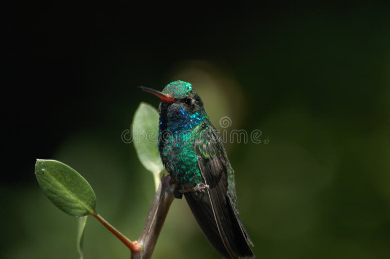 Knysna Lourie stock image. Image of bird, africa, route - 7804617