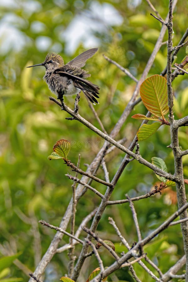 Perched Hummingbird Fluffing Its Wings Stock Image - Image of perched ...