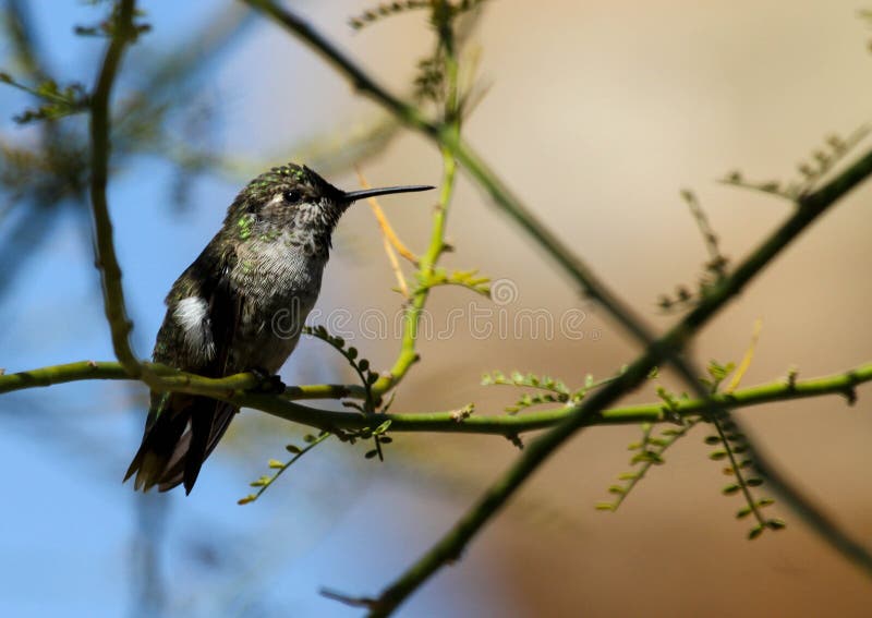 Perched Hummingbird stock photo. Image of branch, southern - 78237144