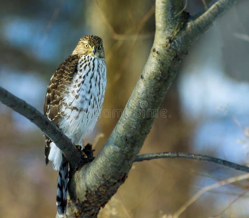 Perched Immature Coopers Hawk Looking Forward Stock Image - Image of ...