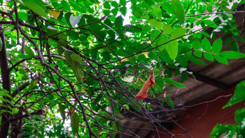 Perched on a Leaf Tissue Stuck in a Tree. Stock Image - Image of meat ...