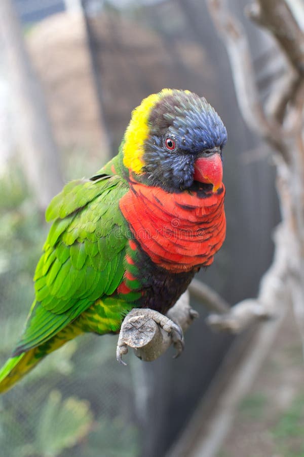 Perched Lorikeet parrot stock image. Image of australia - 53282375