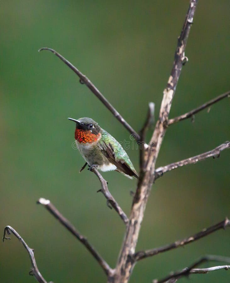 Perched Male Ruby-Throated Hummingbird Stock Photo - Image of tiny ...