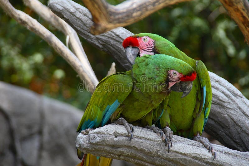 Perched Military Macaws stock photo. Image of lovable - 20330566