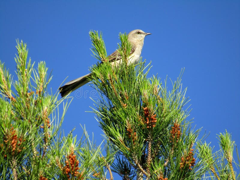 Mockingbird in a Pine Tree stock photo. Image of creative - 49416440