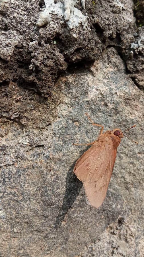 Perched Moth on the Stone Wall Stock Image - Image of insect, wall ...