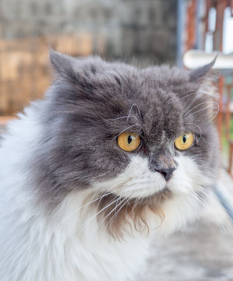 Perched Munchkin Cat on Concrete Floor Stock Image - Image of isolated ...
