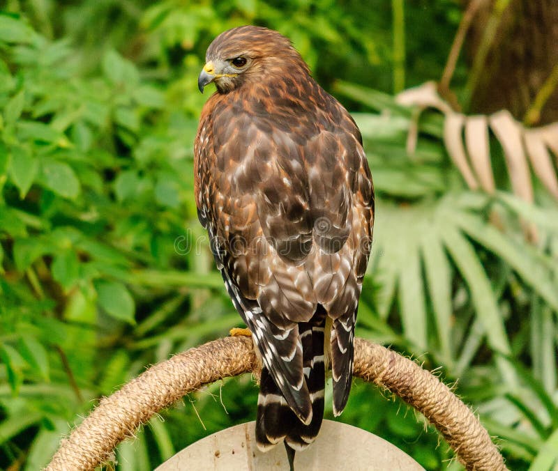 906 Hawk Side Photos - Free & Royalty-Free Stock Photos from Dreamstime