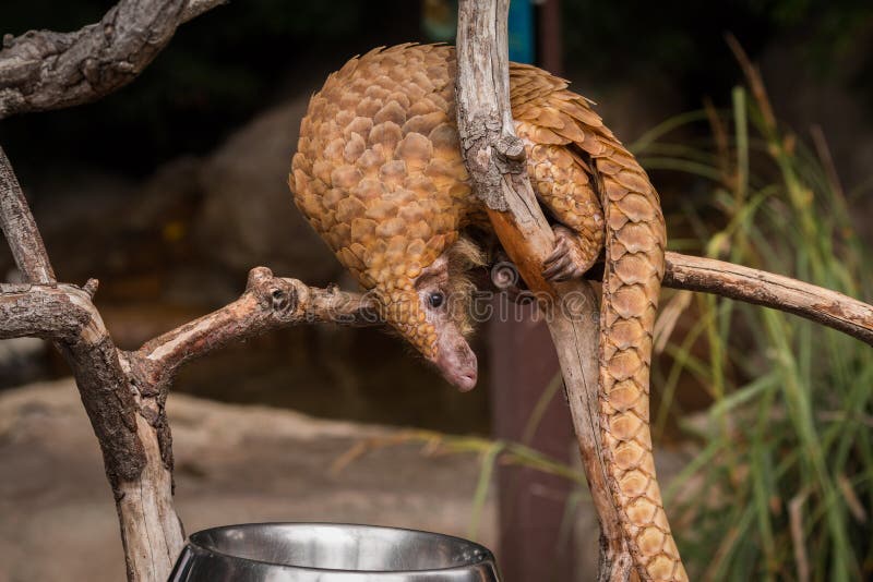 Tree Pangolin (Manis Tricuspis) Editorial Stock Image - Image of ...