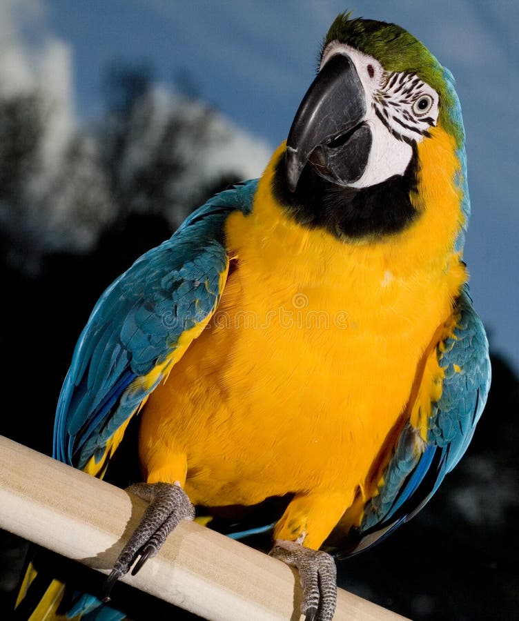 Perched parrot stock photo. Image of white, parrot, face - 22639704