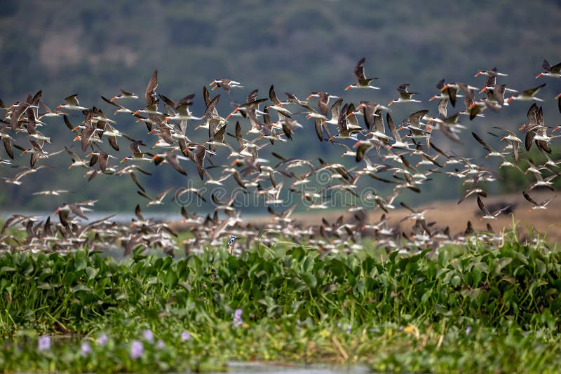 African Skimmers flying stock image. Image of mandible - 291146485