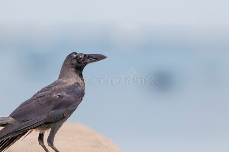 Perched Raven Under a Cloudy Sky Stock Photo - Image of wing, raven ...