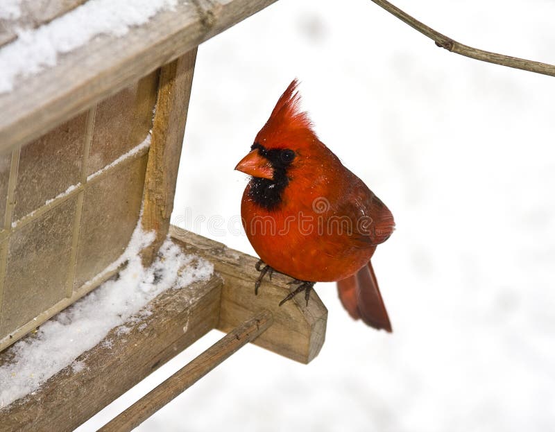 60+ Red cardinal bird perched Free Stock Photos - StockFreeImages