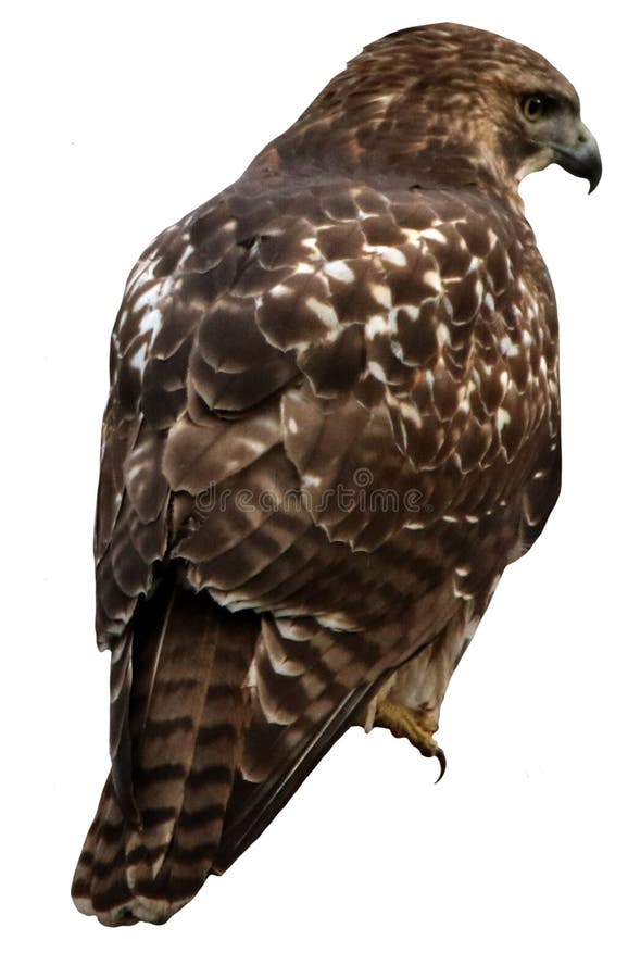 Perched Red Tail Hawk stock photo. Image of hawks, mammal - 126057170
