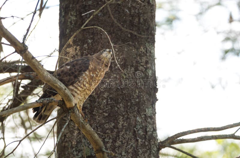 Perched Red-Tail Hawk on a Tree Branch, Stock Photo - Image of animal ...