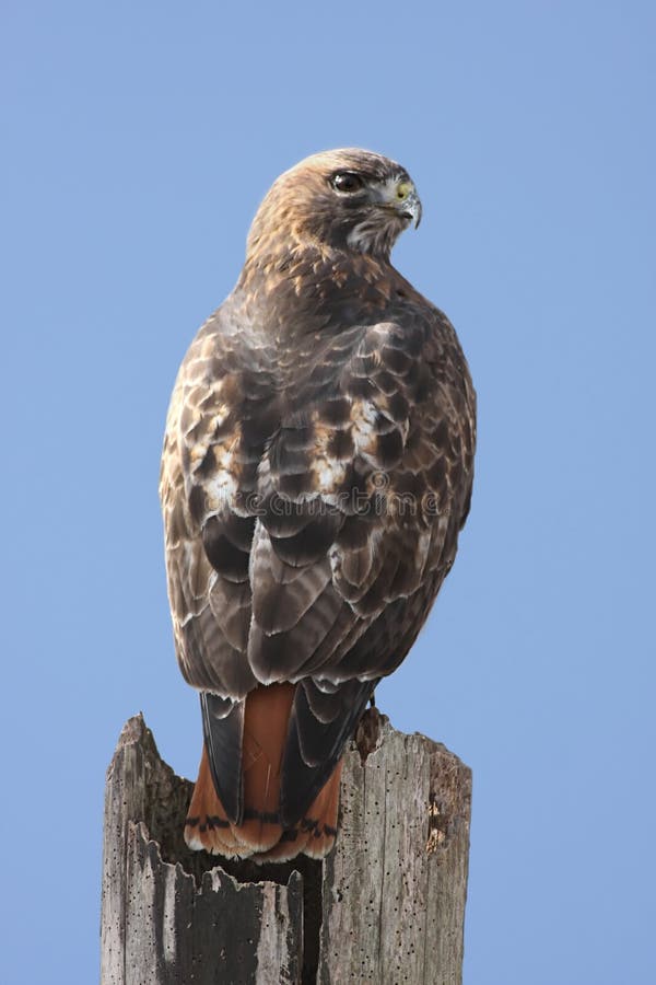 Perched Red-tailed Hawk stock image. Image of jamaicensis - 9253741