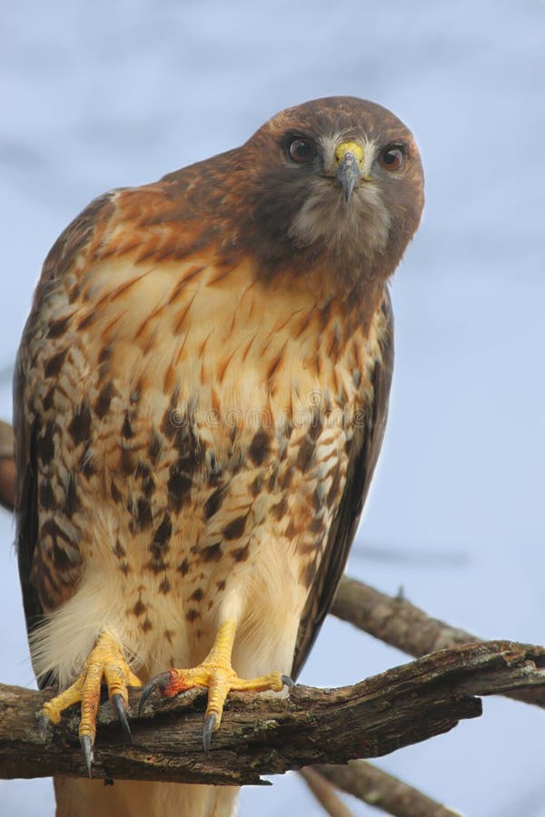 Perched Red-tailed Hawk stock photo. Image of fauna, hawk - 7482354