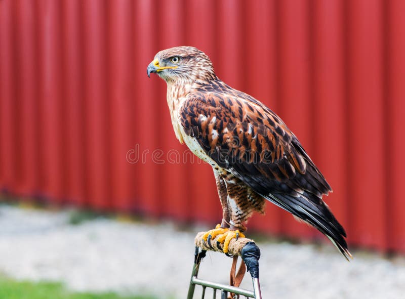 Perched Red-Tailed Hawk stock photo. Image of perched - 52385332