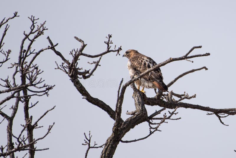 Perched Red-tailed Hawk stock image. Image of branch - 92804297